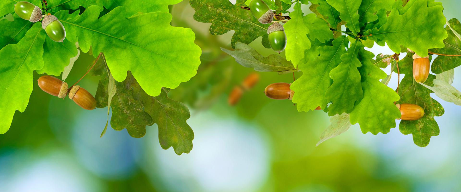 Eyal “Alan” Galinsky | WiseOak Wealth